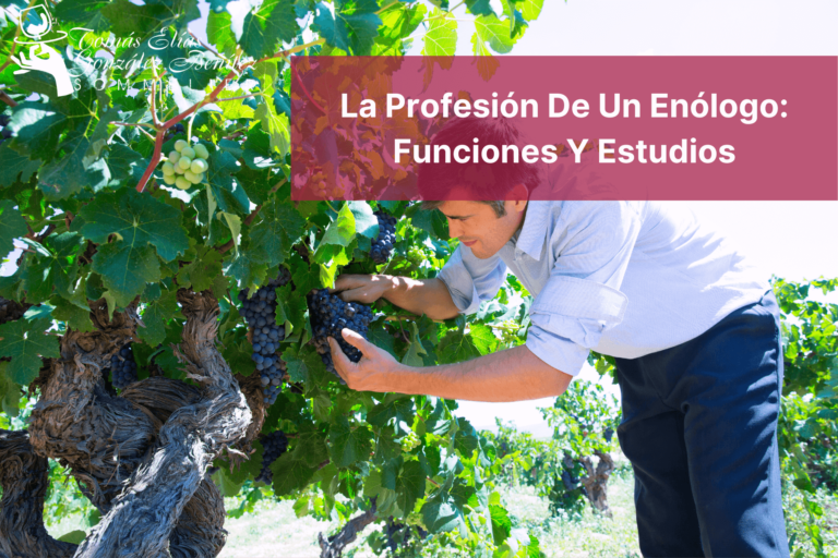 La Profesión De Un Enólogo: Funciones Y Estudios